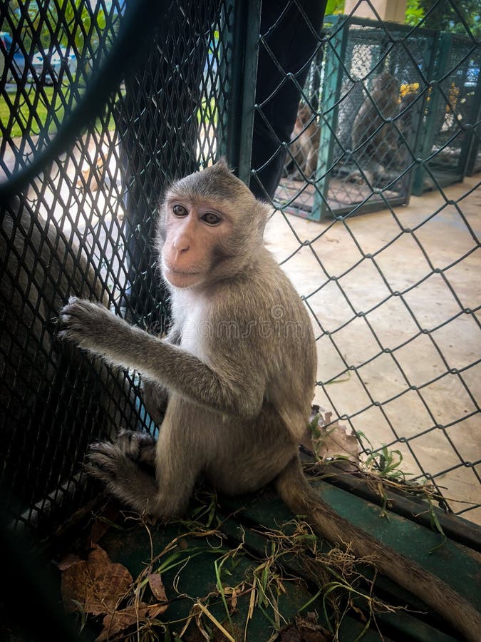 Monkey Shows in the Cage Waiting for a Body Check. Stock Photo - Image ...