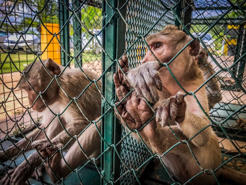 Monkey Shows in the Cage Waiting for a Body Check. Stock Photo - Image ...