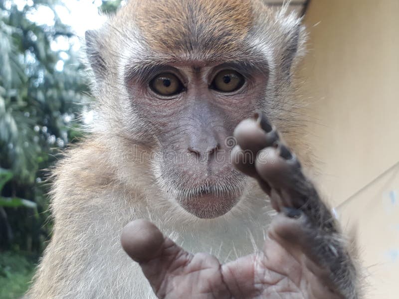 A Monkey Shows His Hand when while Being Photographed. Stock Photo ...