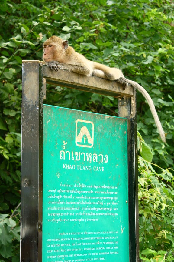Monkey on Signboard stock image. Image of monkey, signboard - 55490759