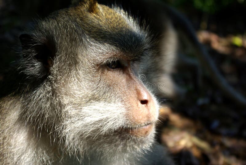 Monkey stock image. Image of indonesia, animal, sunlight - 36333795