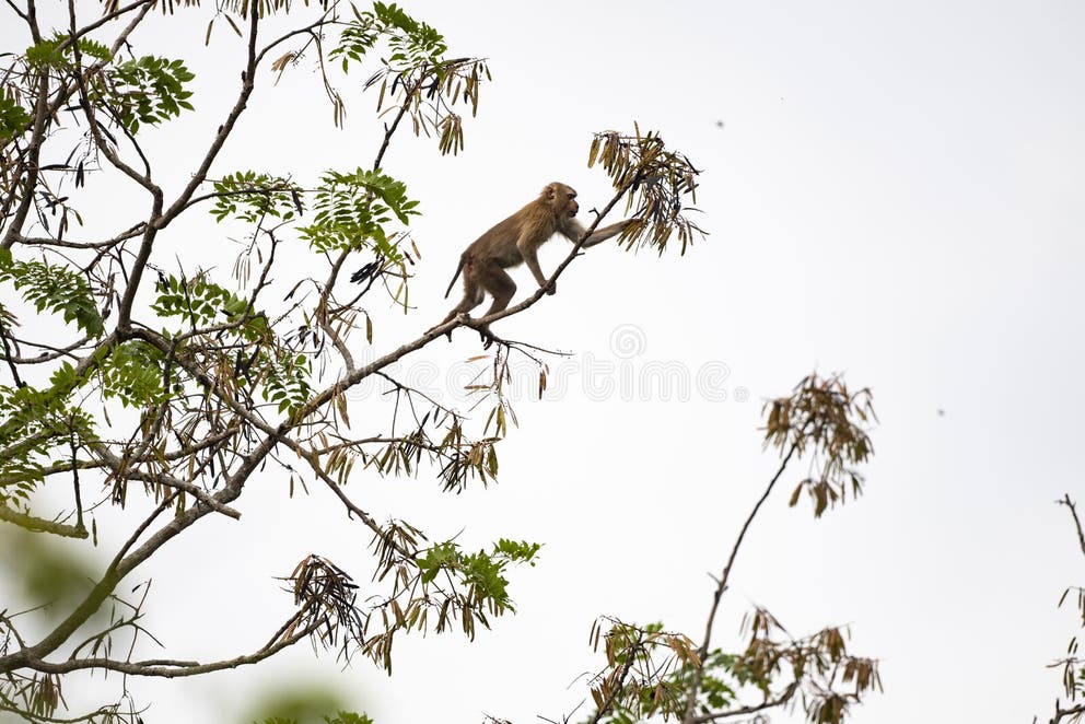 Monkey stock image. Image of tree, dwelling, primate - 229692249