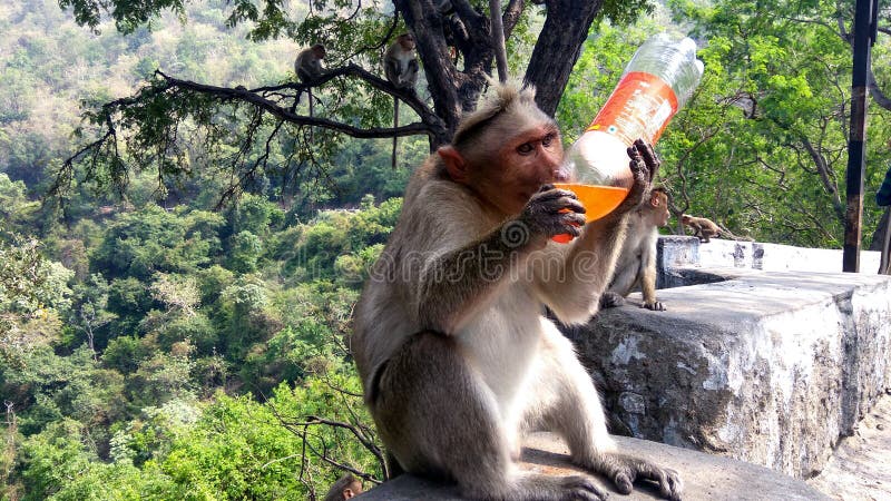 Monkey sipping soft drinks stock image. Image of monkey - 80575253