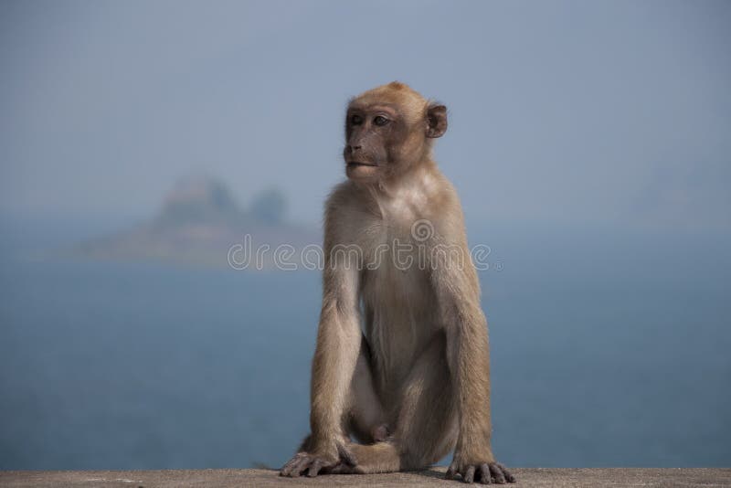 Monkey stock photo. Image of monkey, park, urban, forest - 92944762