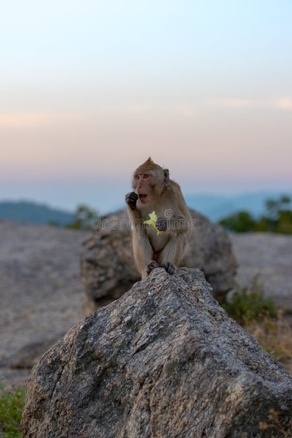 Monkey on Sunset stock image. Image of beauty, branch - 20989177