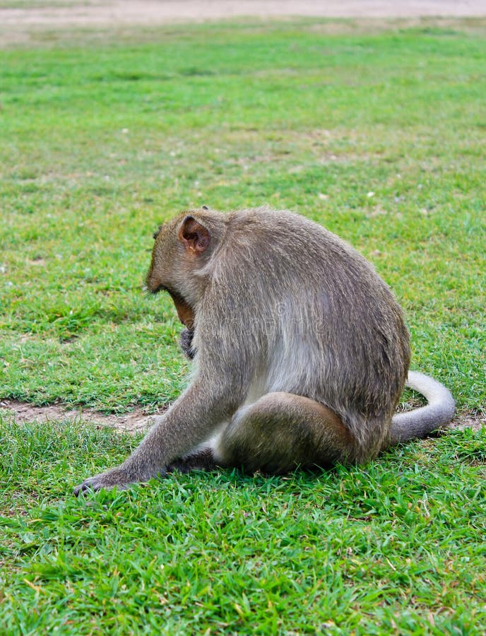 Monkey stock image. Image of primitive, alone, power - 55262877
