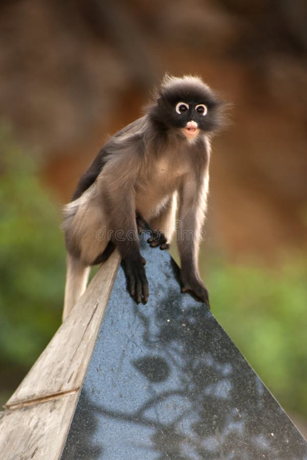 Monkey Sit Relaxing ( Presbytis Obscura Reid ). Stock Photo - Image of ...