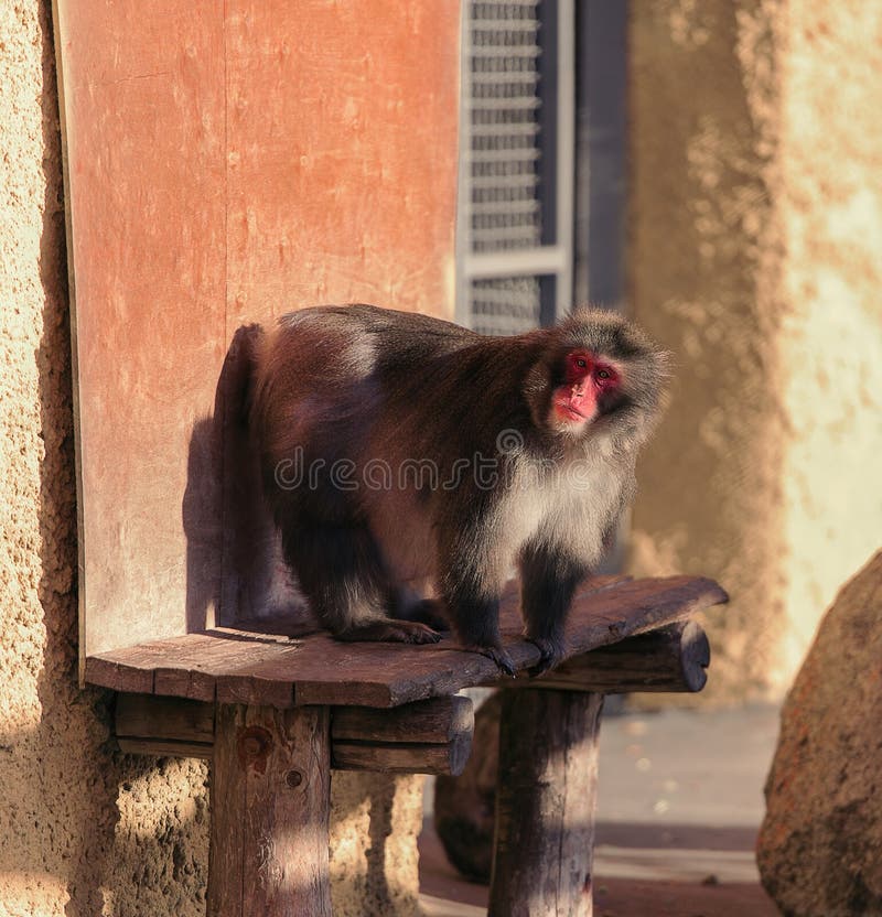 Monkey Sit on the Special Support Stock Image - Image of forest, alone ...
