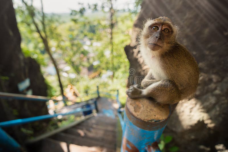 Monkey Sit on Stair in Sunlight Stock Photo - Image of forest, animal ...