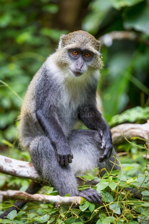 Monkey Sit on Tree Branch in Forest Stock Image - Image of monkey, face ...