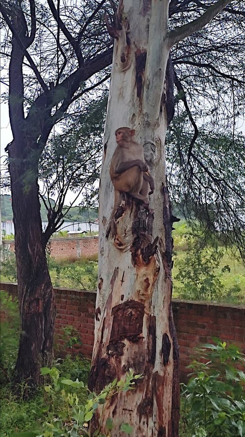 Monkey sit on tree photo stock photo. Image of plant - 256151194