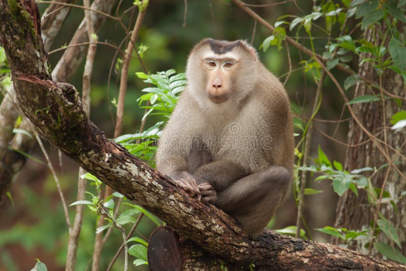 Monkey Sit on the Tree Stick Stock Photo - Image of forest, tree: 85772258