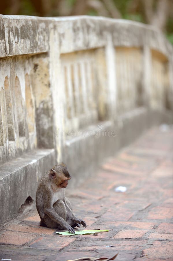 Monkey sit and wait stock image. Image of people, house - 84732037