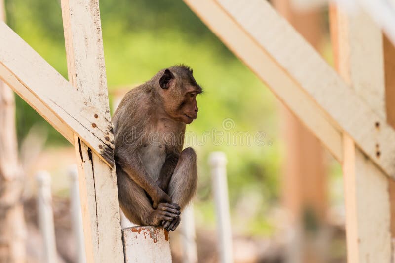Monkey sit and wait stock image. Image of people, house - 84732037