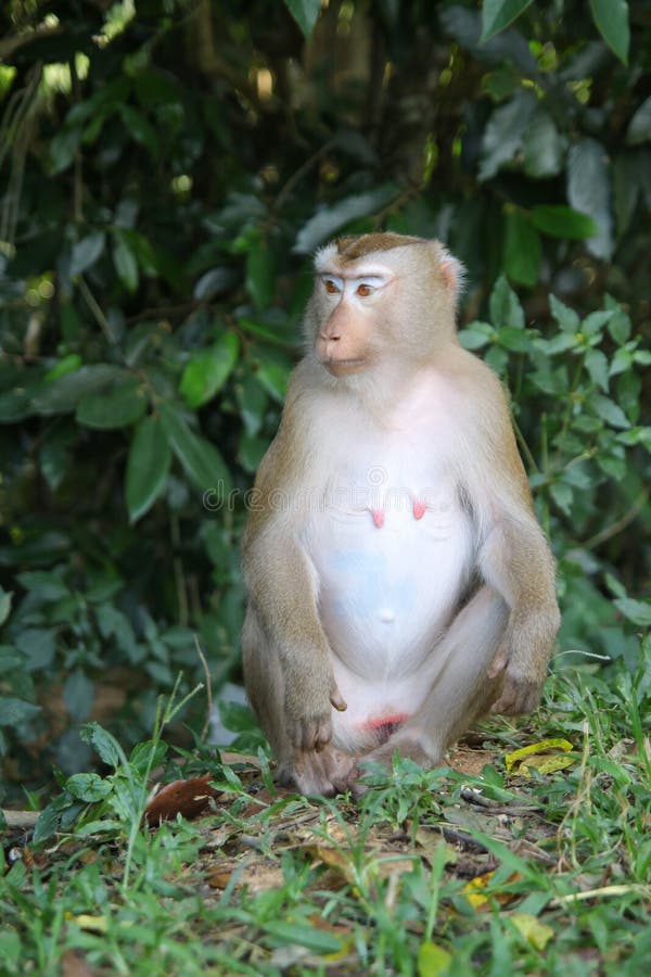 Monkey Sitdown in Front of Forest. Stock Photo - Image of face ...