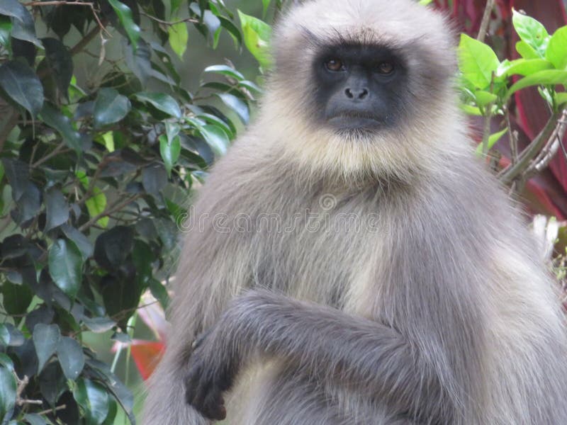 The monkey stock photo. Image of dslr, shiny, pets, indian - 97451628