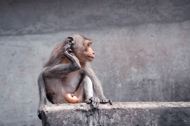 One monkey stock image. Image of bridge, sits, monkey - 234109211