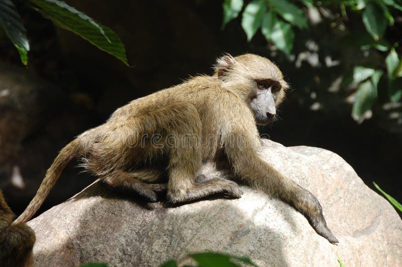 Monkey basking in the sun. stock image. Image of basking - 243473825