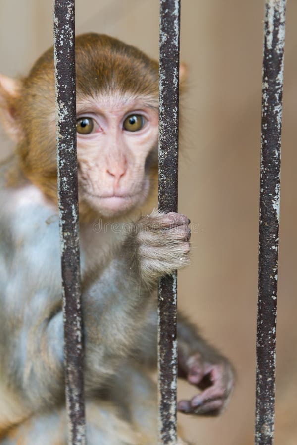Monkey Tree Behind Bars Stock Photos - Free & Royalty-Free Stock Photos ...