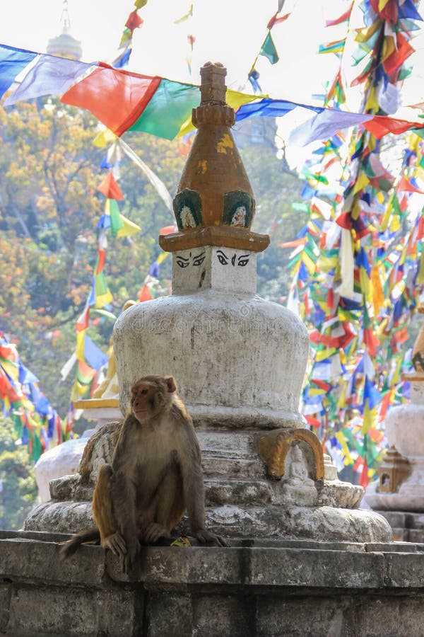 Nepalese Monkeys Bathe and Jump into the Water in the Pool at the ...