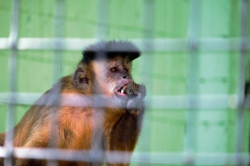 A Monkey Sits in a Cage at the Zoo. Stock Photo - Image of conservation ...