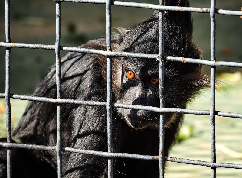 A Monkey Sits in a Cage at the Zoo. Stock Photo - Image of cage ...