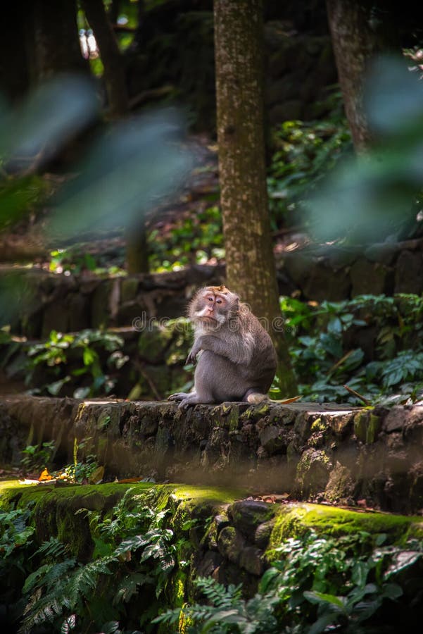 Exploring Nature with Monkeys in the Lush Forests of Bali Sacred Monkey ...