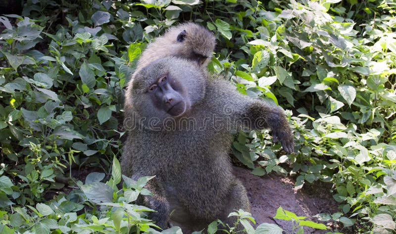 Monkey Looks Out while Another Preens Him Stock Image - Image of help ...