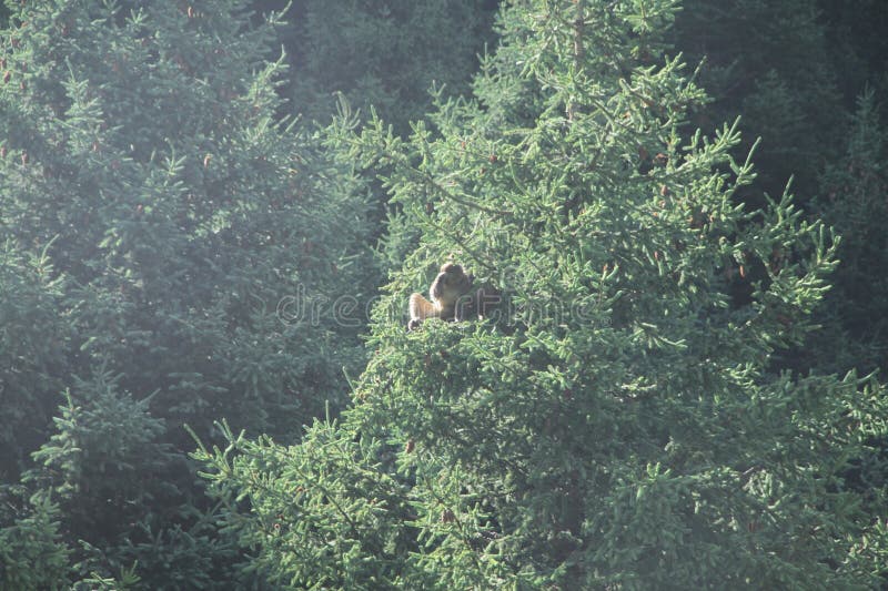 Monkey stock photo. Image of wildlife, grass, spruce - 372971658