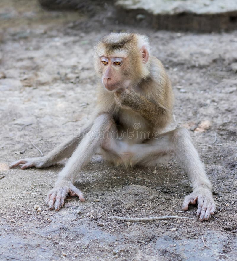 The Monkey Sits and Holds His Neck with His Hand Stock Photo - Image of ...