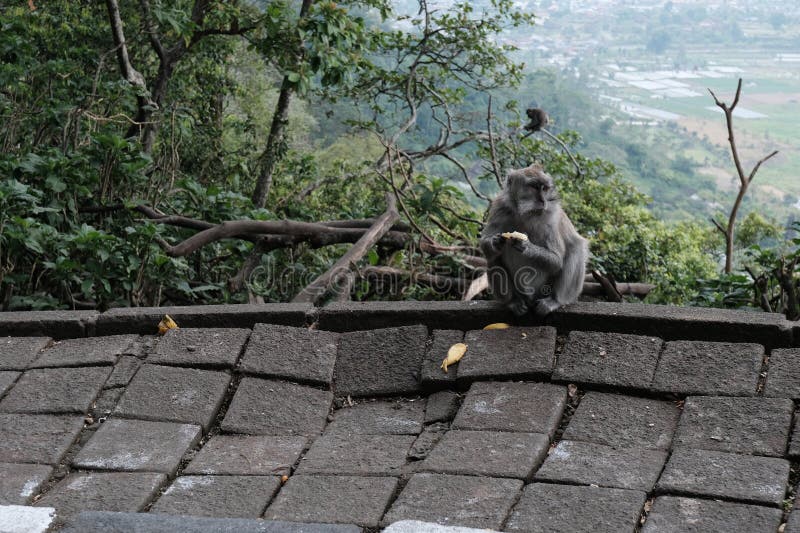 A Monkey Sits in the Mountains of Bali and Eats a Banana Given To it by ...