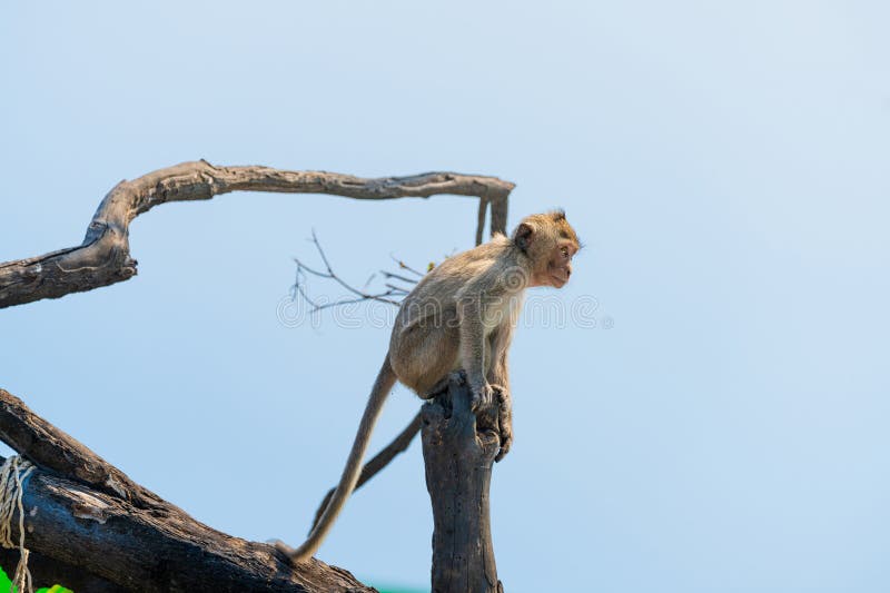 A Monkey Sits Perched on a Branch, Tail Dangling Down As it Gazes Out ...