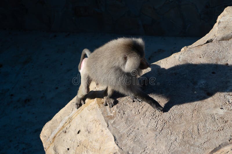 261 Rear Monkey Islam Stock Photos - Free & Royalty-Free Stock Photos ...