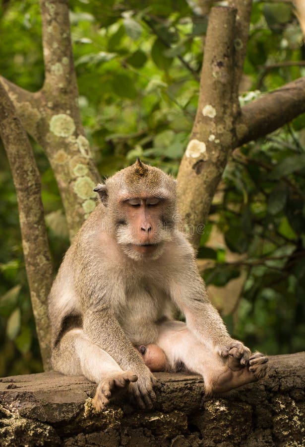 Monkey Sits Sad on the Stone Stock Image - Image of africa, fauna ...