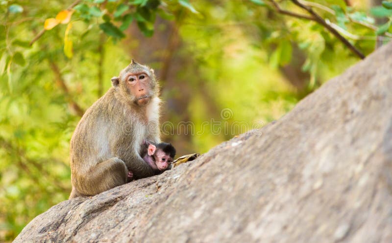 Monkey Looking Sideways Stock Photos - Free & Royalty-Free Stock Photos ...
