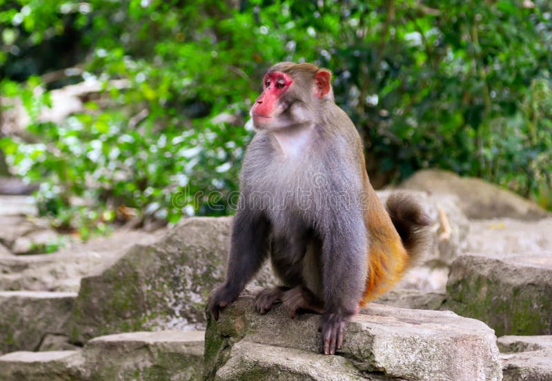 A Monkey Sits on a Stone in a Park Stock Photo - Image of child, animal ...