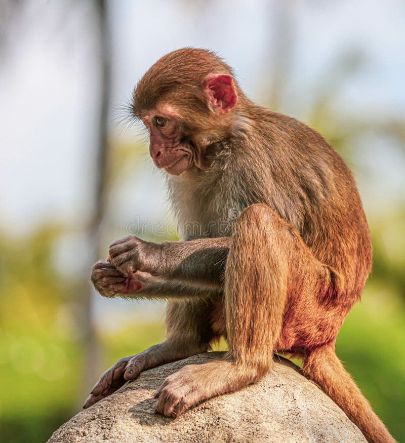 A Monkey Sits on a Stone in a Park Stock Image - Image of family ...