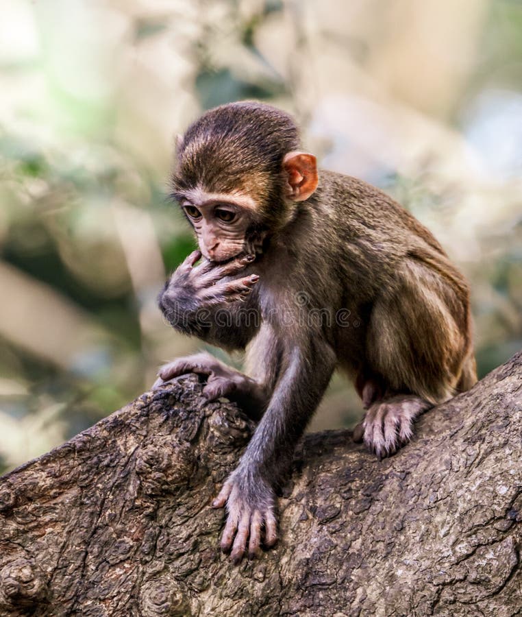 A Monkey Sits on a Stone in a Park Stock Image - Image of small, asia ...