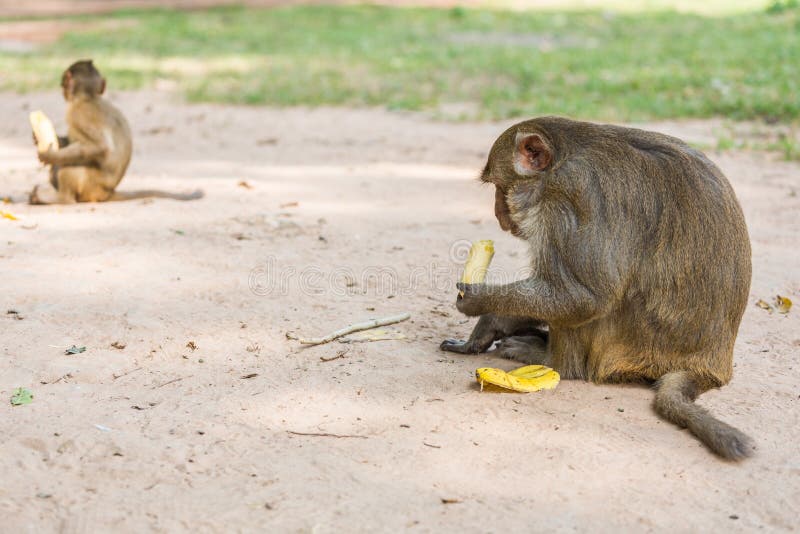 Monkey Sits on the Tree and Eats Banana Stock Image - Image of mammal ...
