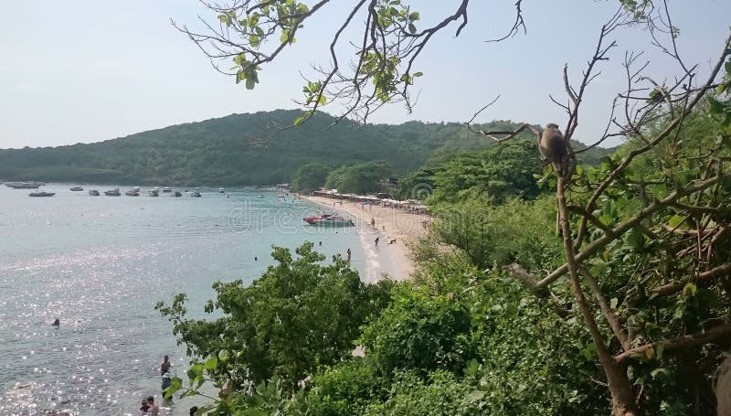 Monkey Sits in the Tree and Looks Down To the Crowded Beach on the Koh ...