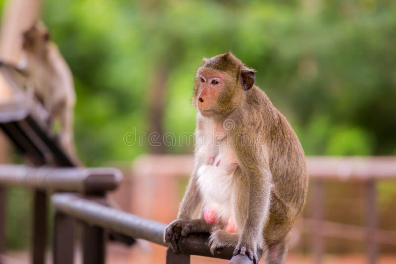 Minded Monkey Animal Stock Photos - Free & Royalty-Free Stock Photos ...