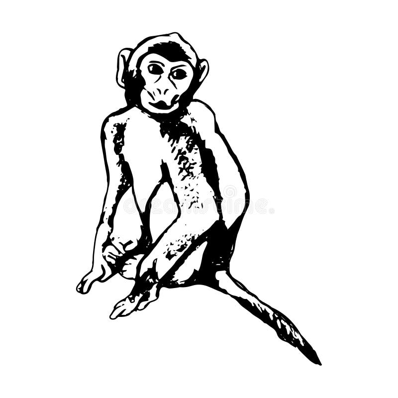 Monkey Sitting - Abstraction Stock Vector - Illustration of chinese ...