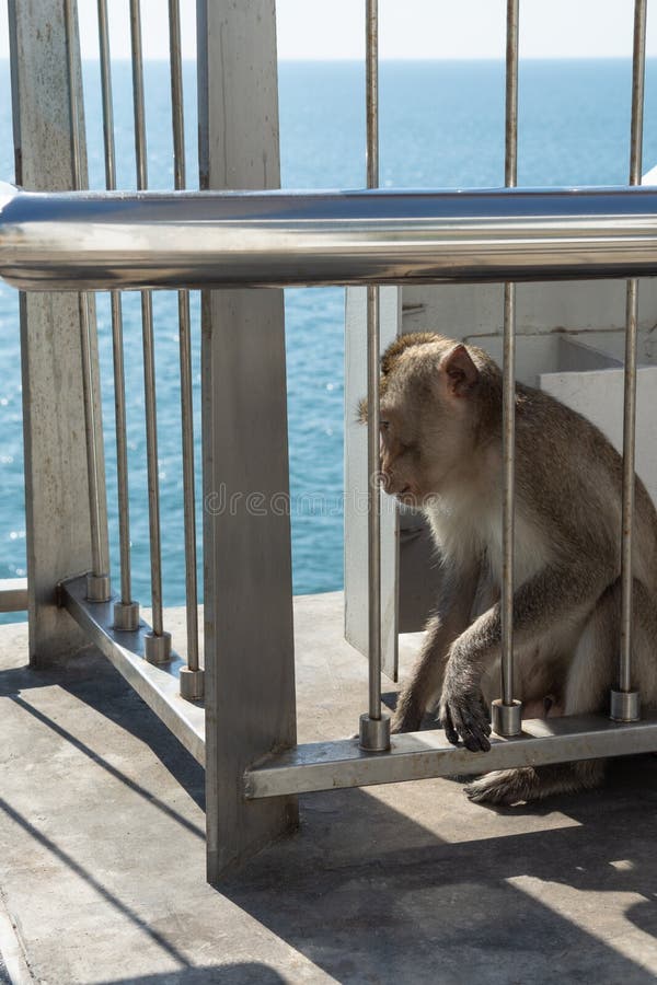 125 Worried Monkey Expression Stock Photos - Free & Royalty-Free Stock ...