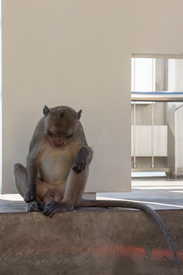 The Monkey is Sitting and is Sucking His Toes. Stock Image - Image of ...
