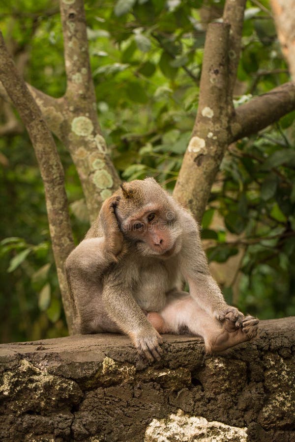 Monkey sitting alone stock photo. Image of animal, nature - 177372688