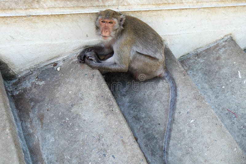 A monkey sitting alone stock image. Image of monkey, cute - 77645577
