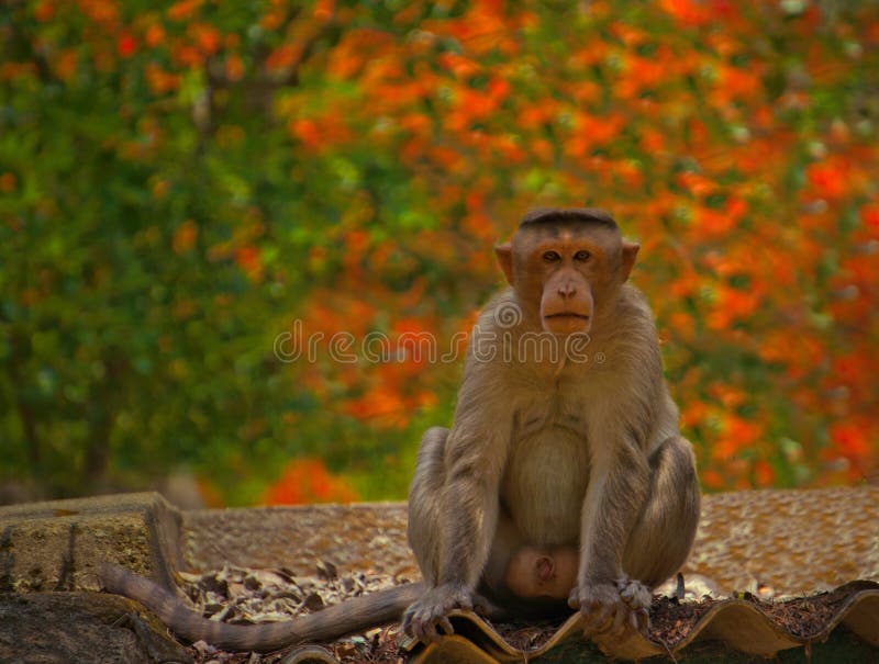 Monkey Sitting Alone and Starring at You Stock Image - Image of ...