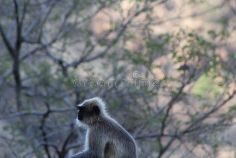 The thinking monkey stock image. Image of nature, captured - 127872175