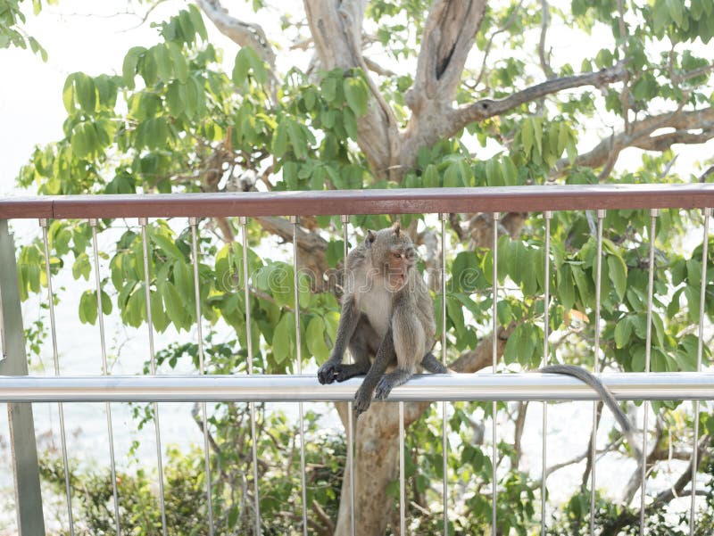 Monkey Sitting at Aluminum Railing at the Khao Sam Muk in Thailand ...