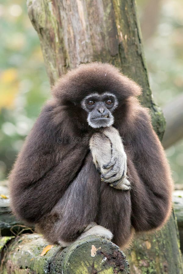 Monkey stock photo. Image of dierentuin, look, chilling - 66466664